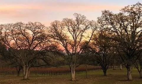 Book a Tour & Tasting for Six Sigma Ranch & Winery on CellarPass