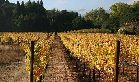 Book a Tour & Tasting for Portola Vineyards on CellarPass