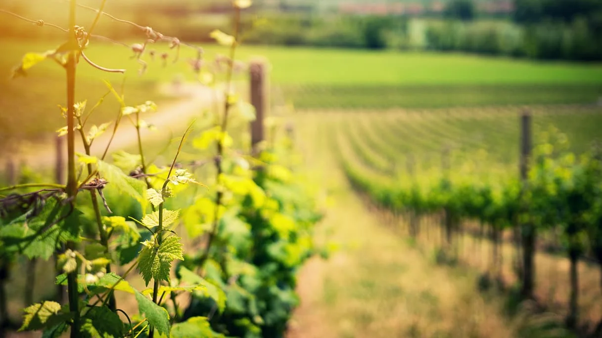 Snake River Valley Vacation Planner | Book Wineries, Tasting Rooms ...